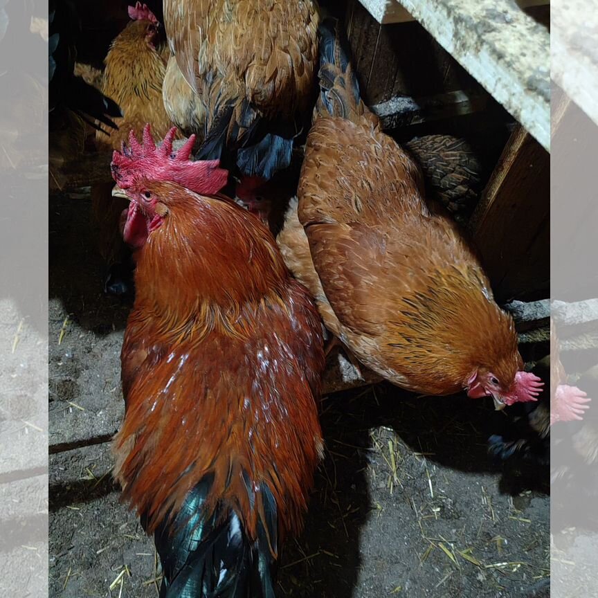 Куры кучинские юбилейные