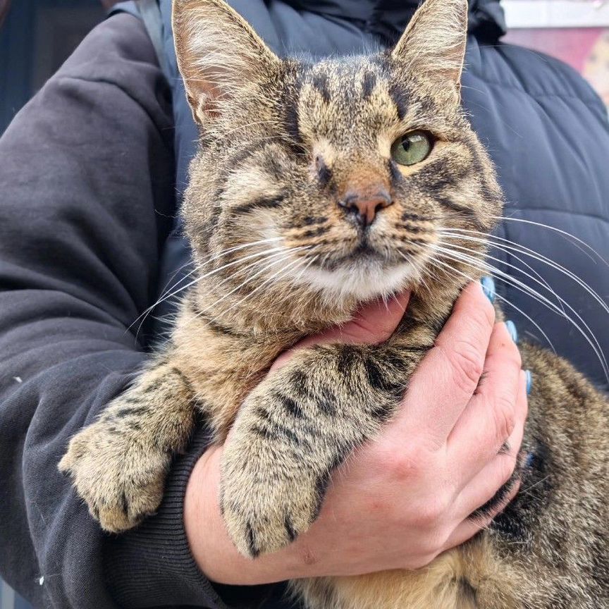 Молодой одноглазый кот в поисках дома