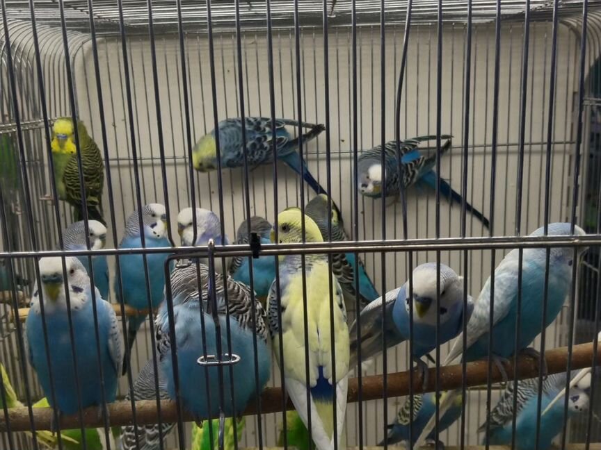 Волнистый попугай