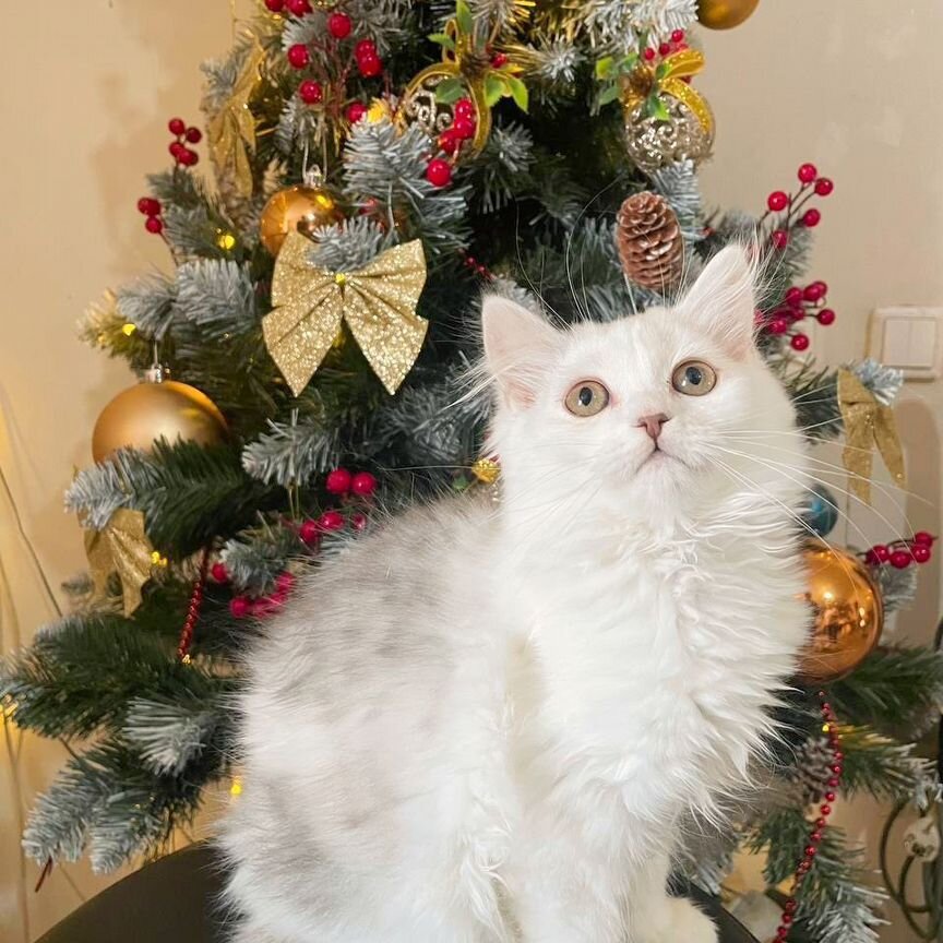 Продам шотландскиую девочку(страйт)