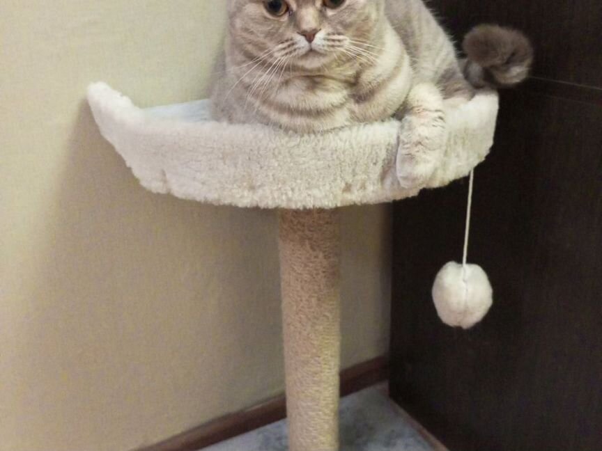 Молодая стерелизованная кошечка
