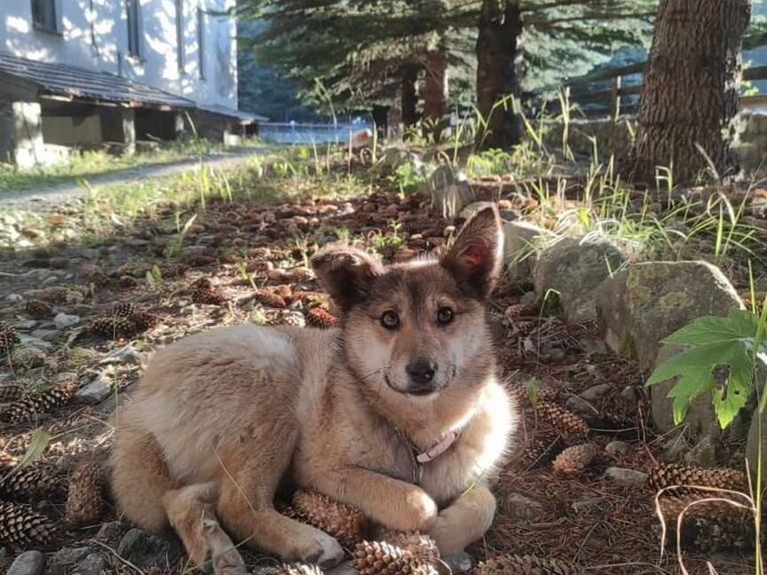 Щенок маленькая порода в добрые руки бесплатно