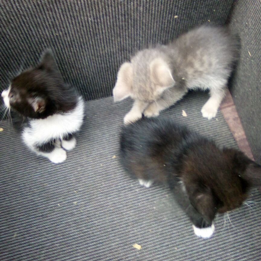 Котята в добрые руки бесплатно