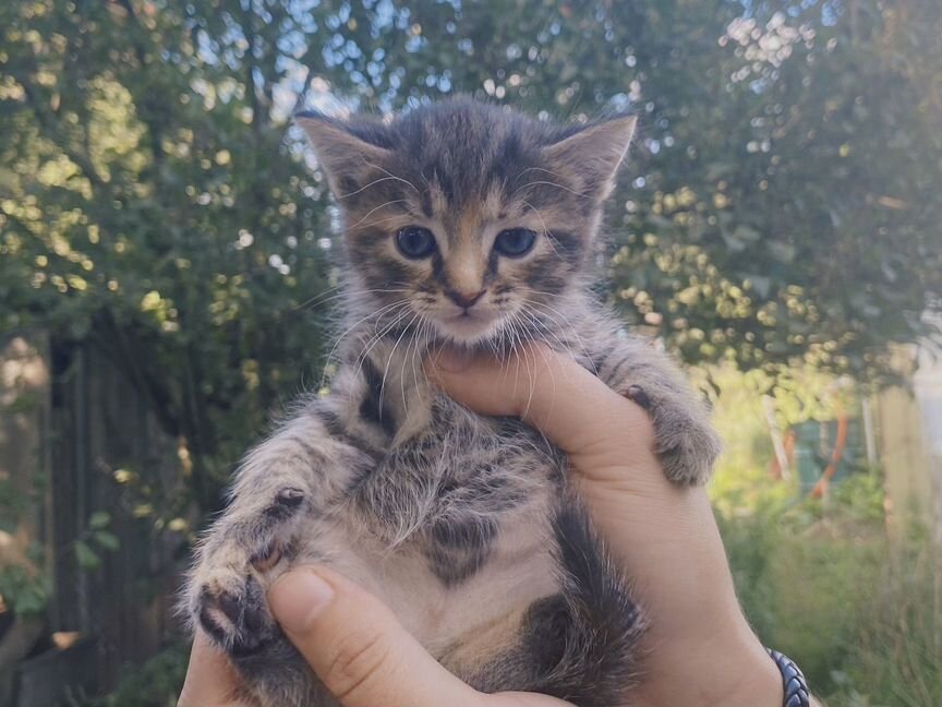 Тигруля ищет дом