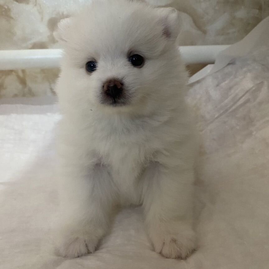 Щенки немецкого шпица