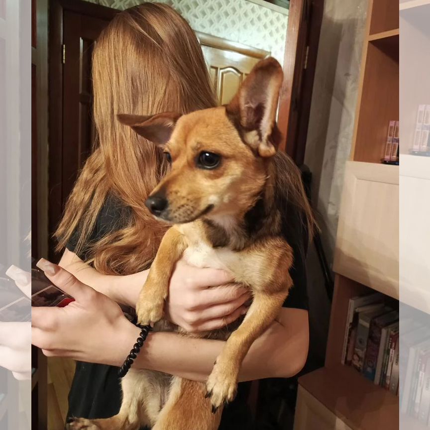 Чихуахуа, взрослый пёс