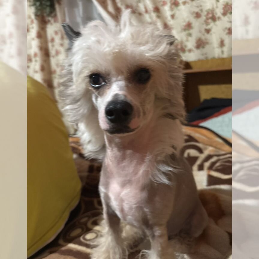 Китайская хохлатая голая вязка