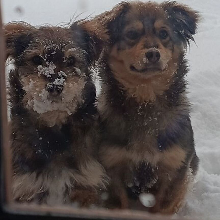 Щенок в добрые руки