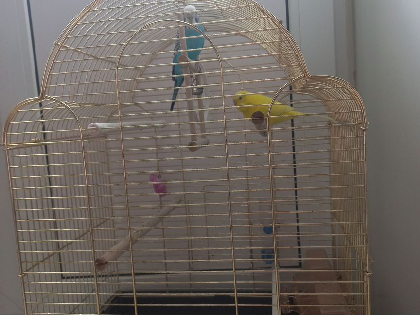 Волнистый попугай с клеткой
