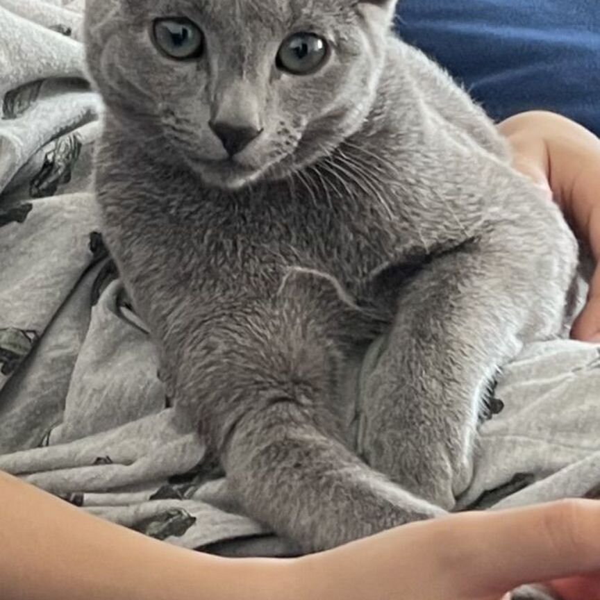 Кот породы Русская голубая