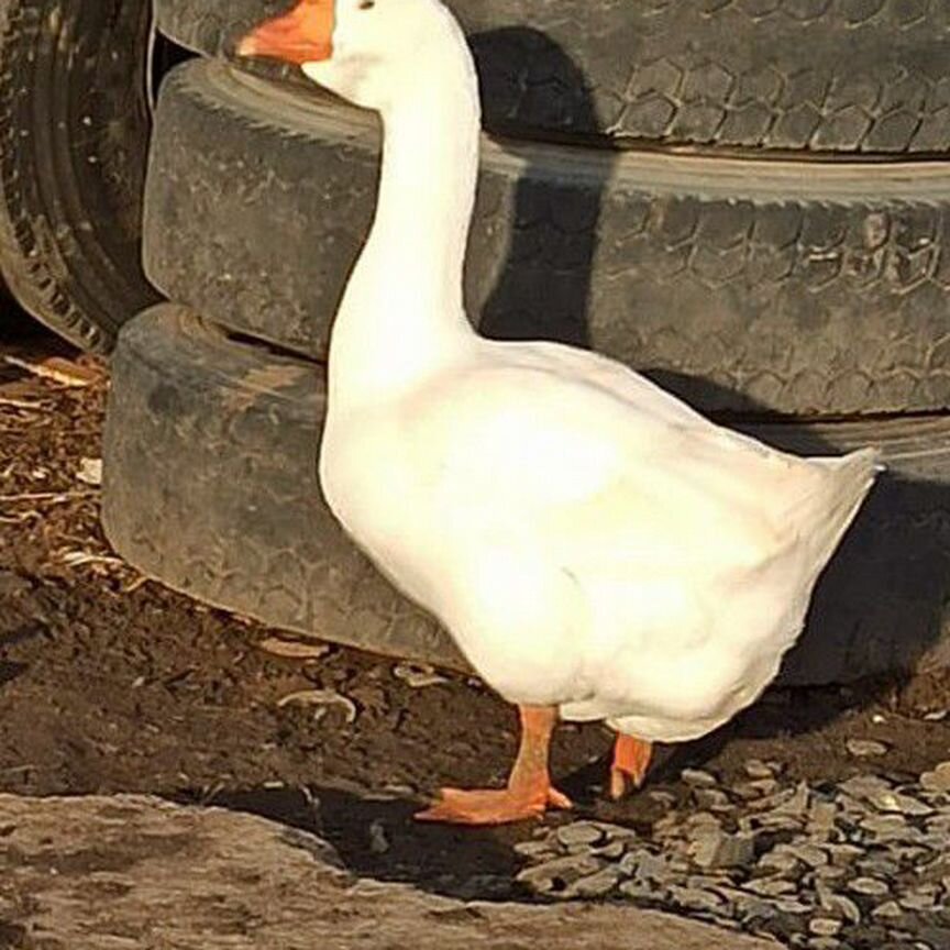 Гусь французкой породы