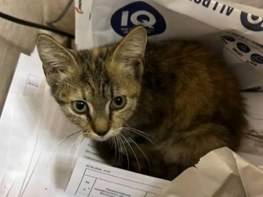Котенок ищет дом