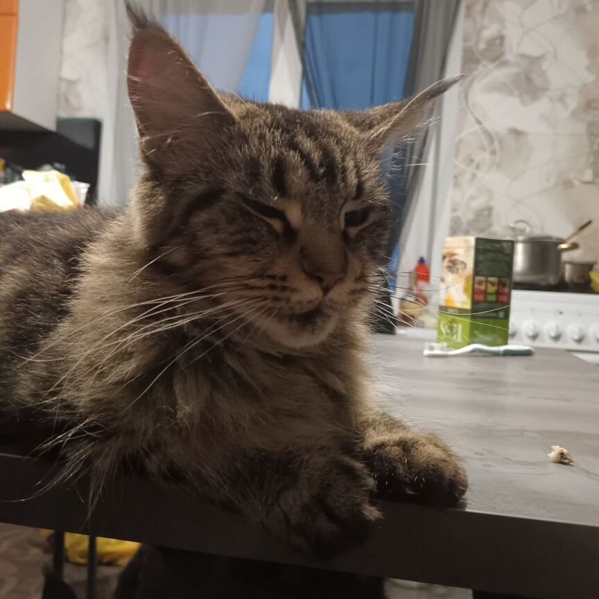 Котята мейн-кун