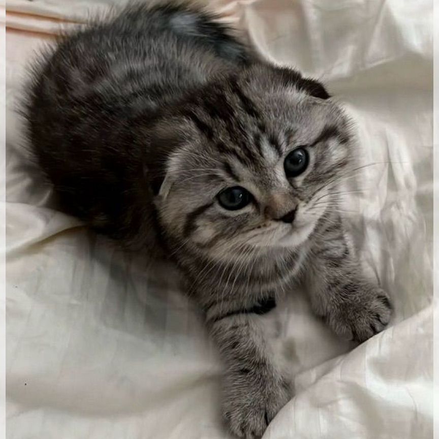 Шотландский вислоухий длинношёрстный котёнок