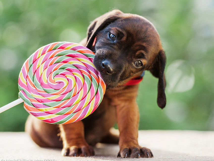 Девочка баварской горной гончей