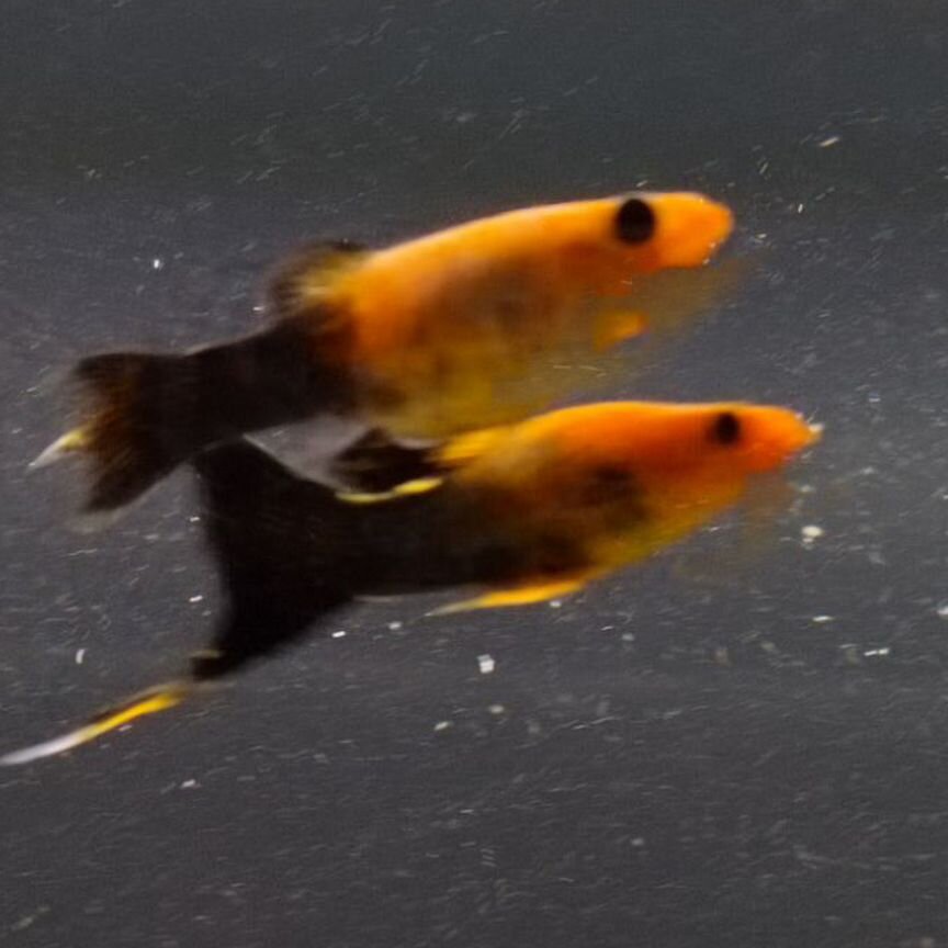 Аквариумные рыбки