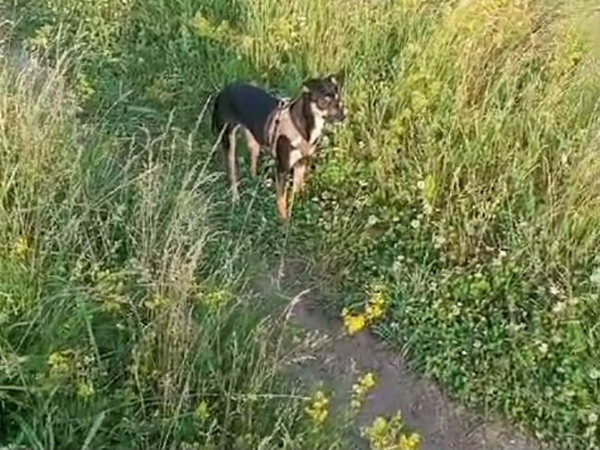 Выгул собаки