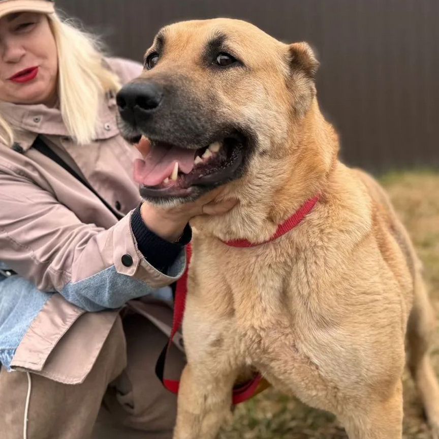 Кангал, взрослая собака