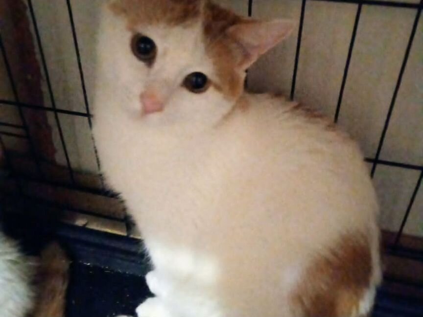 Котенок Лукас