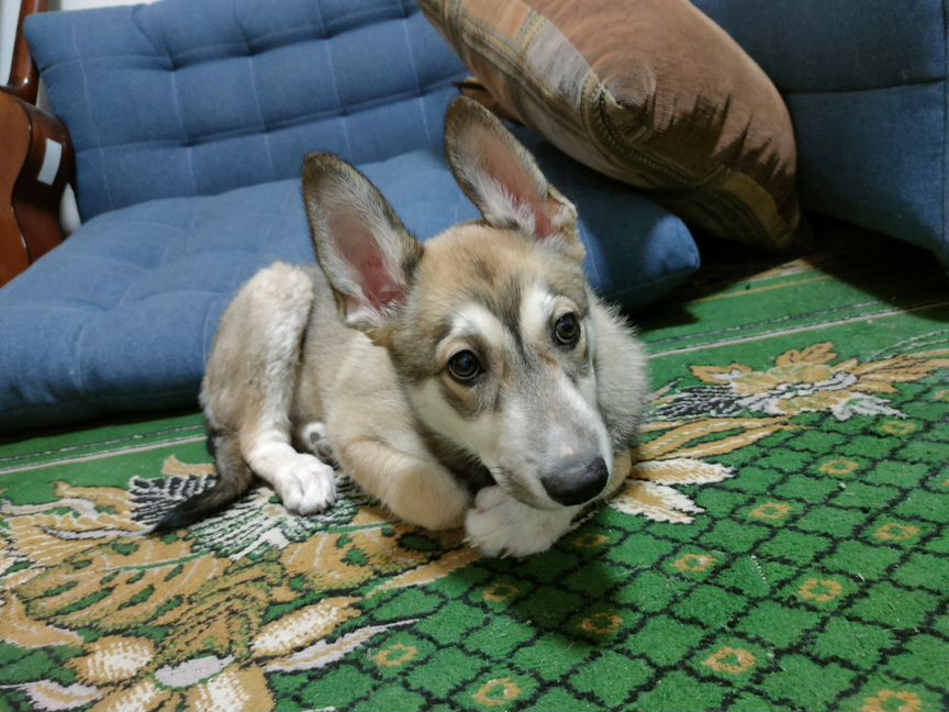 Отдам щенка в добрые руки