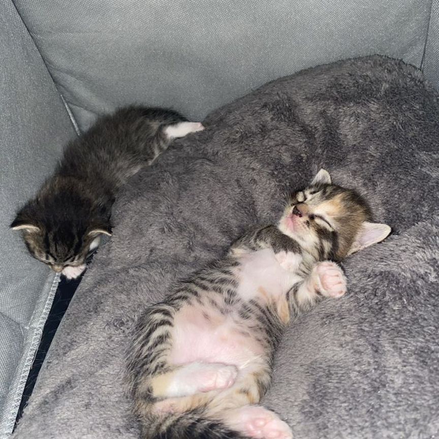 Котенок