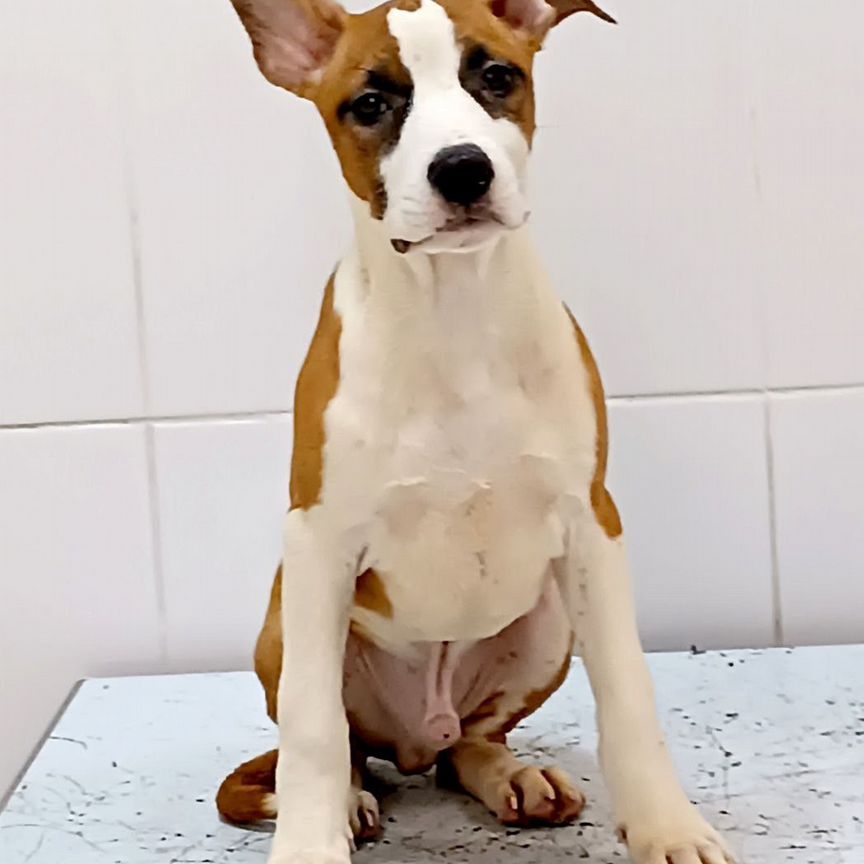 Американский Стаффордширский терьер