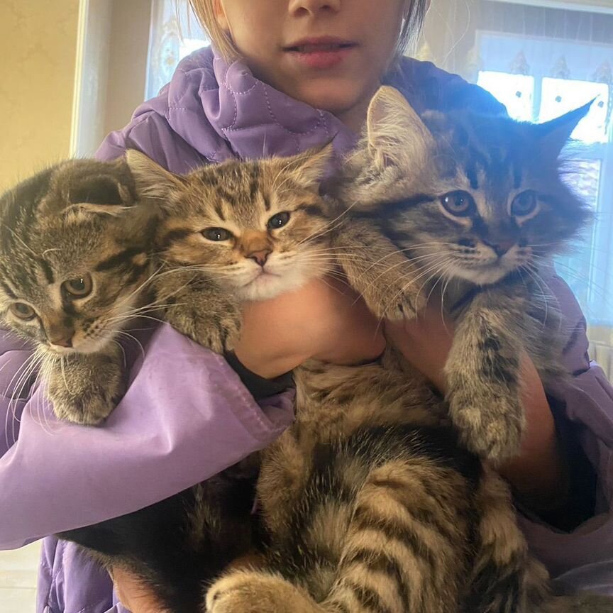 Американский керл котята