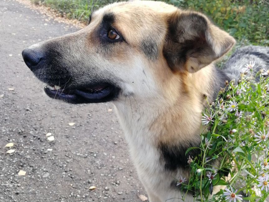 Собака в добрые руки