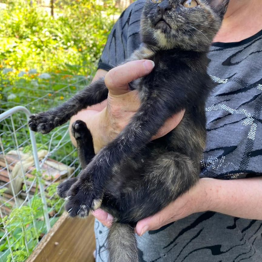 Ищу мамочку