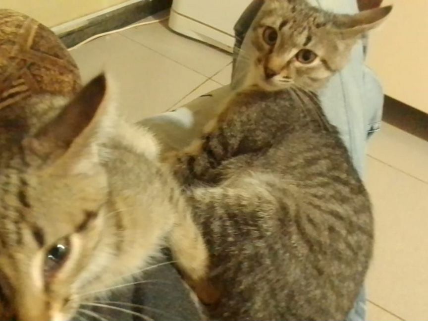 Котята Мячики в добрые руки