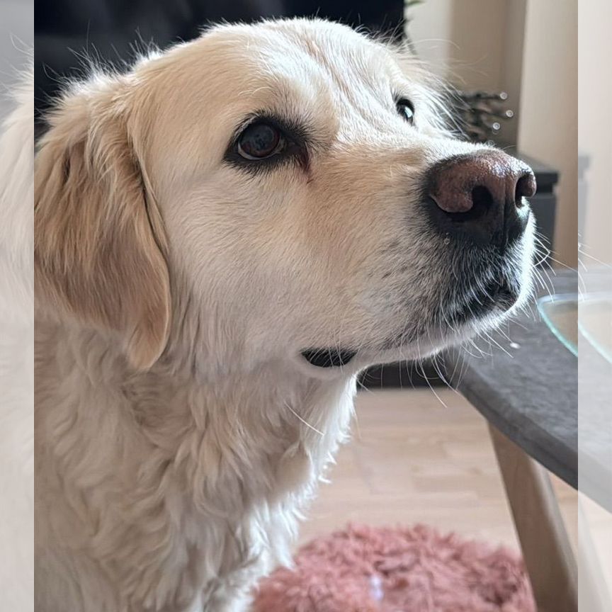 Отдам золотистого ретривера в хорошие руки