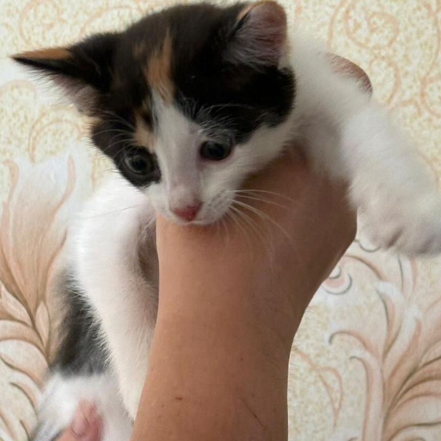 Отдам бесплатно домашние питомцы