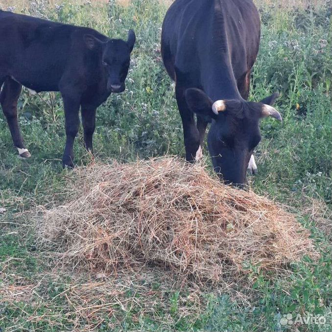 Корова с теленком