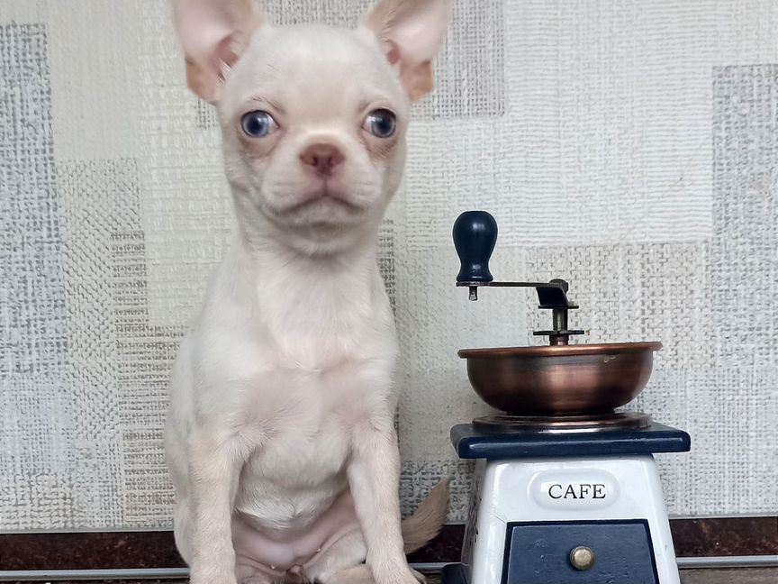 Эффектная блондиночка чихуахуа