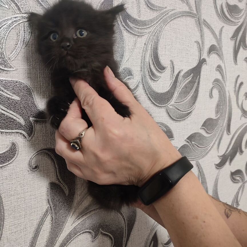 Котята отдам в добрые руки бесплатно