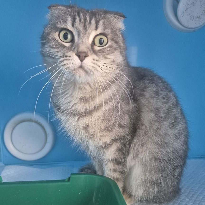 Шотландская вислоухая короткошёрстная, взрослая кошка