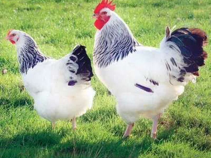 Молодки. Петушки. Цыплята. Молодняк домашней птицы