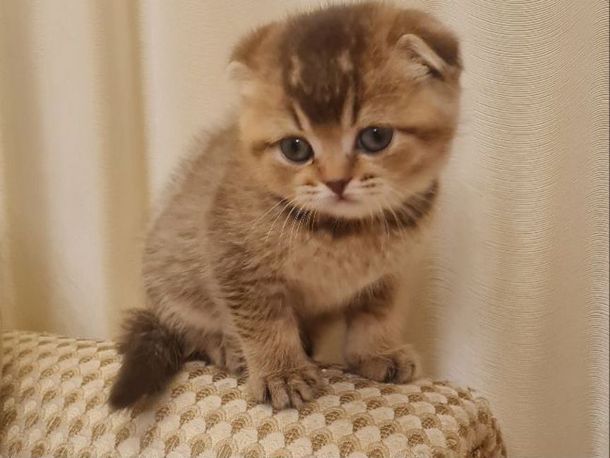 Шотландская