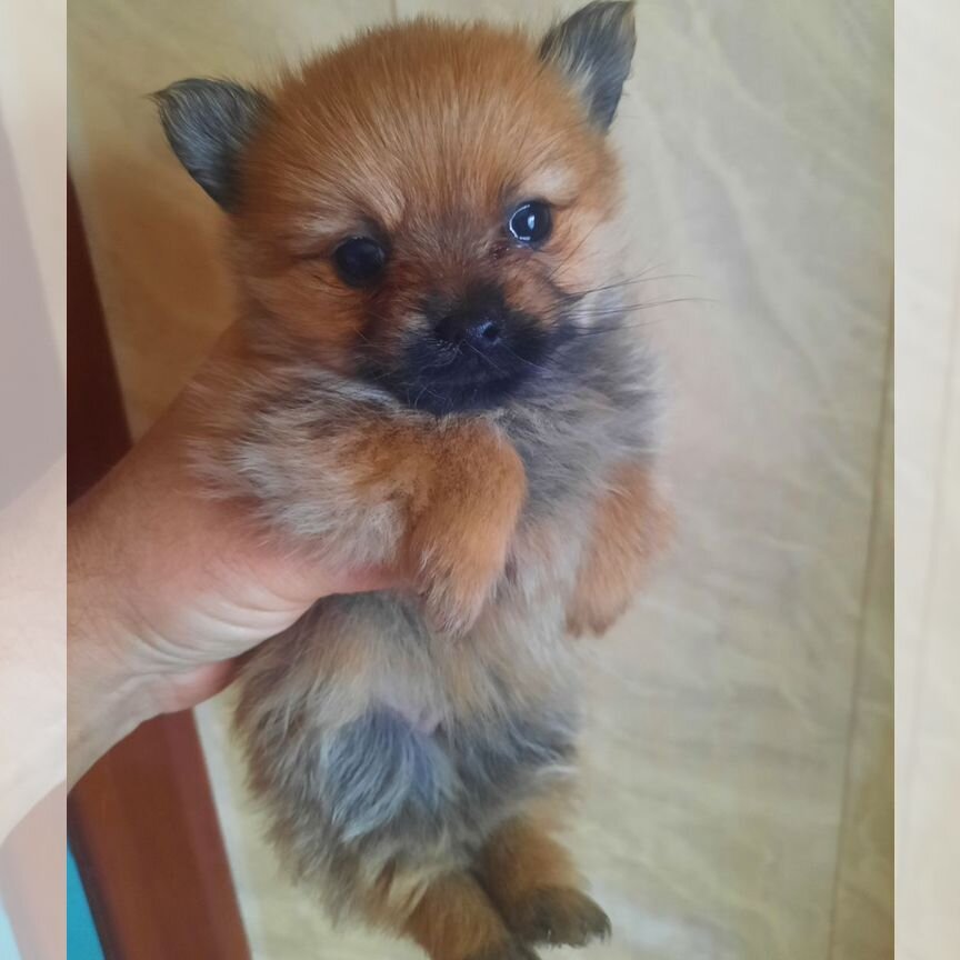 Померанский шпиц, щенок