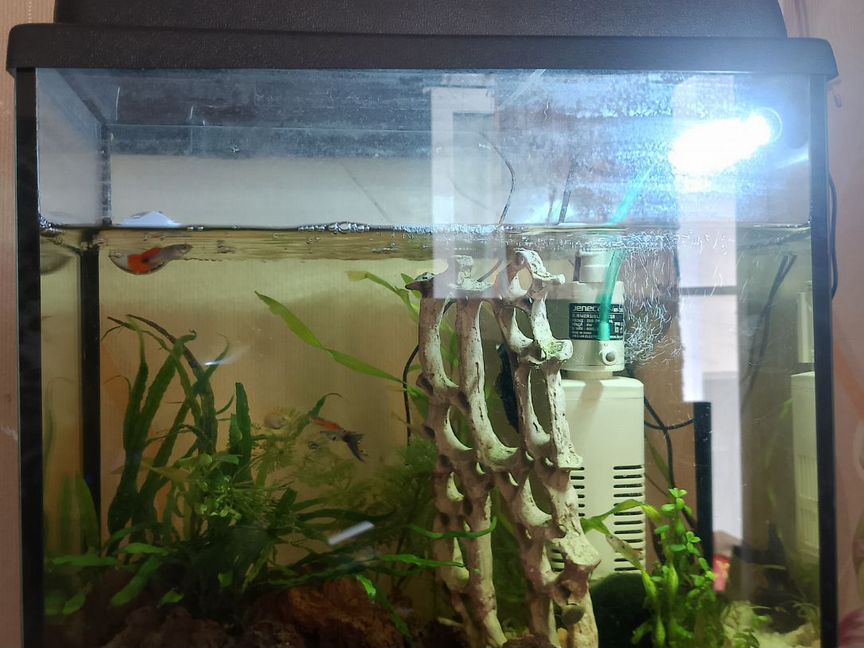 Аквариум с рыбками