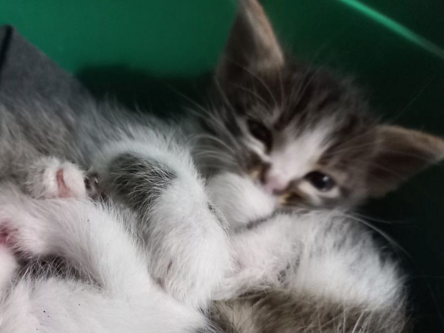 Котенок