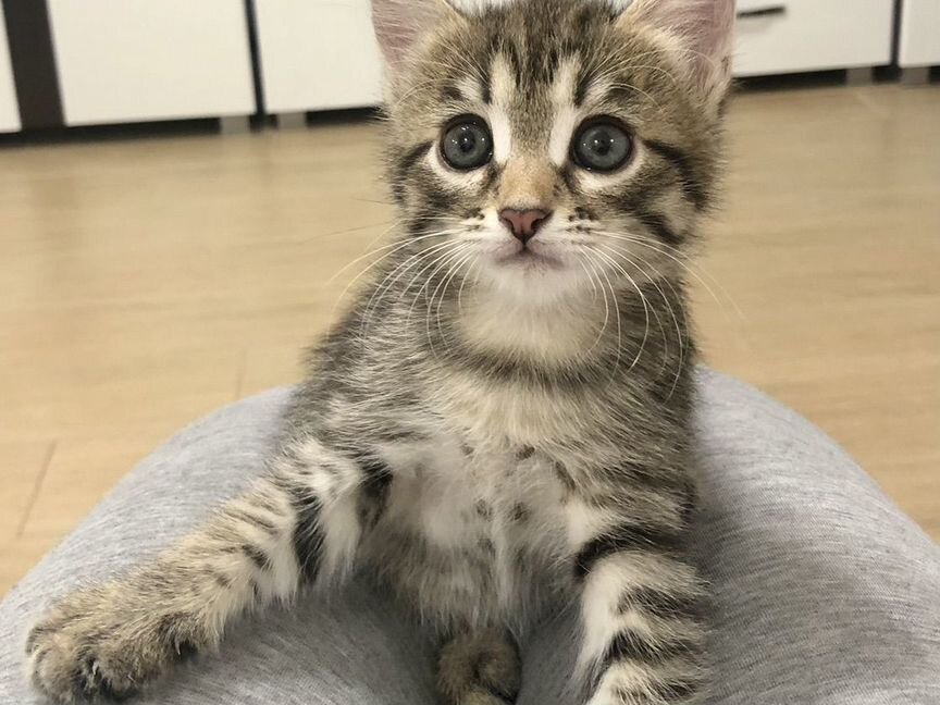 Котёнок бесплатно