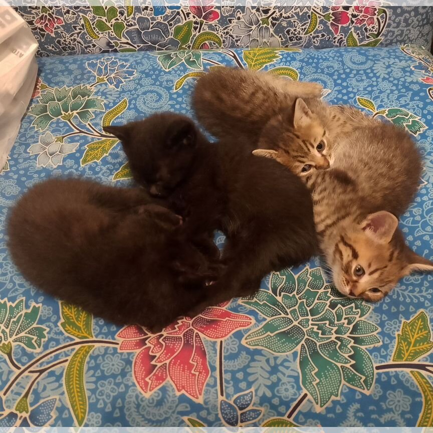 Котёнок в добрые руки