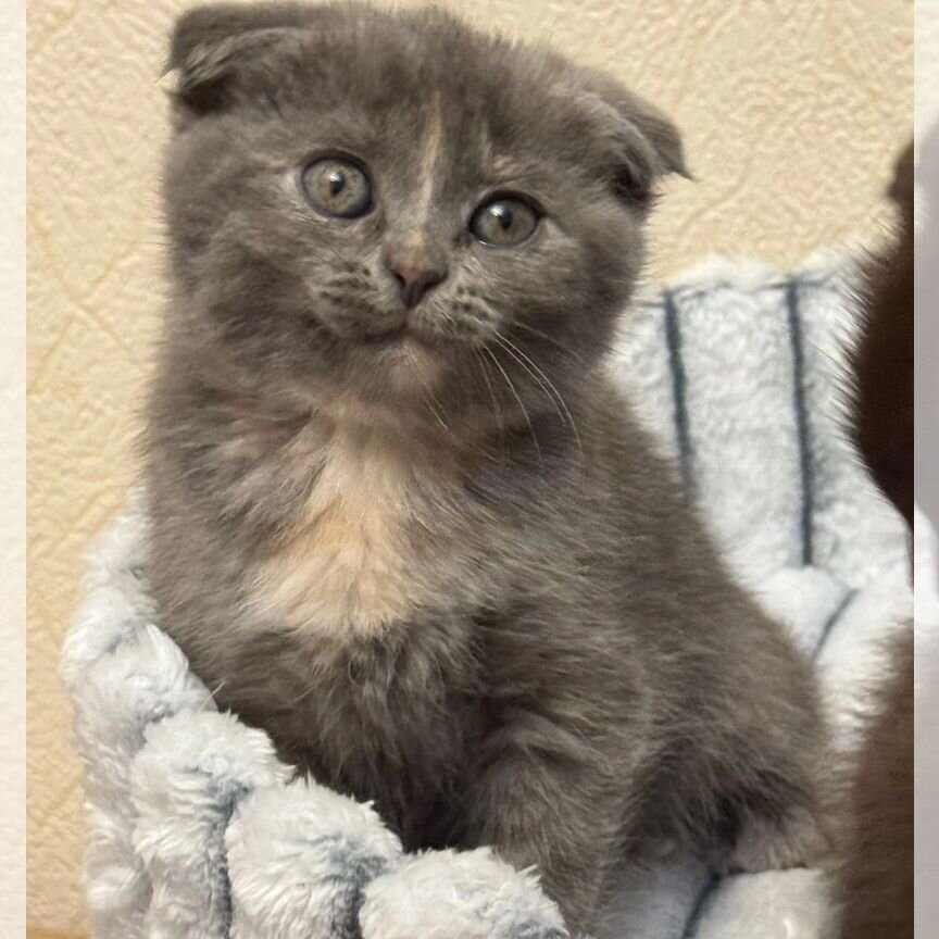 Шотландский вислоухий короткошёрстный котёнок