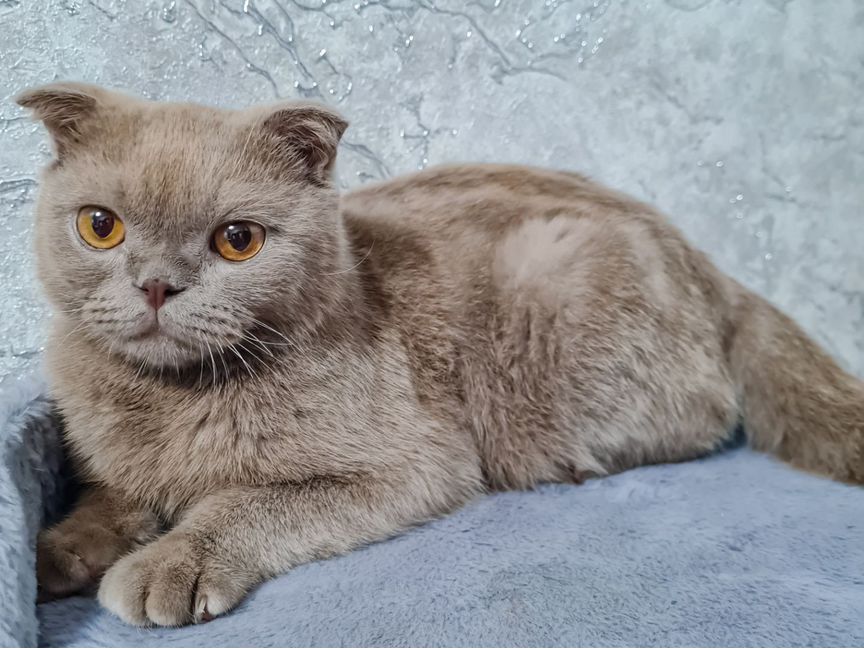 Кошка. Ищем жениха