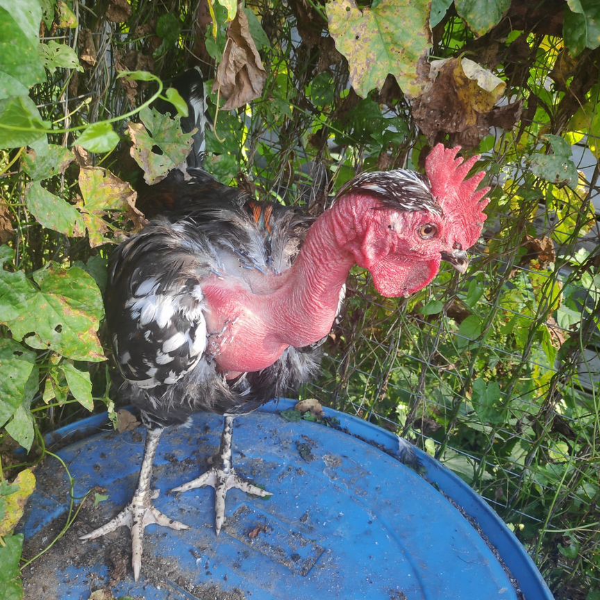 Молодые петухи