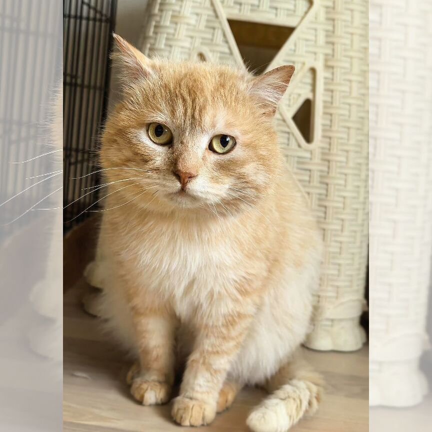 Британский короткошёрстный, взрослый кот