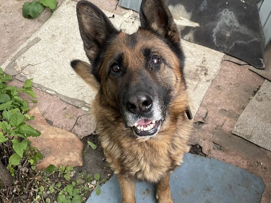 Немецкая овчарка