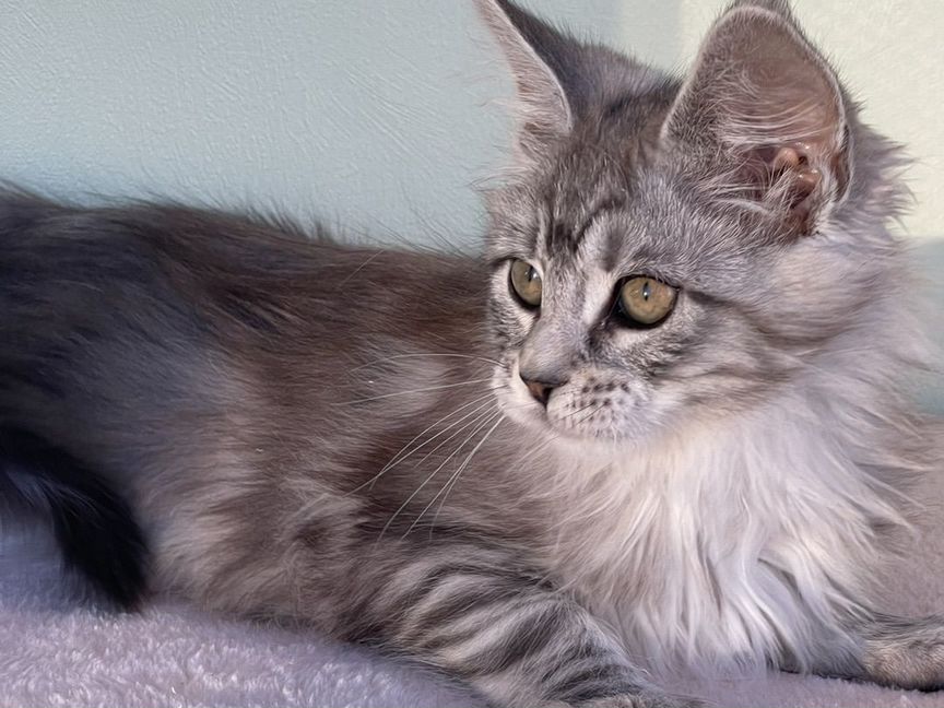 Мейн-кун котята