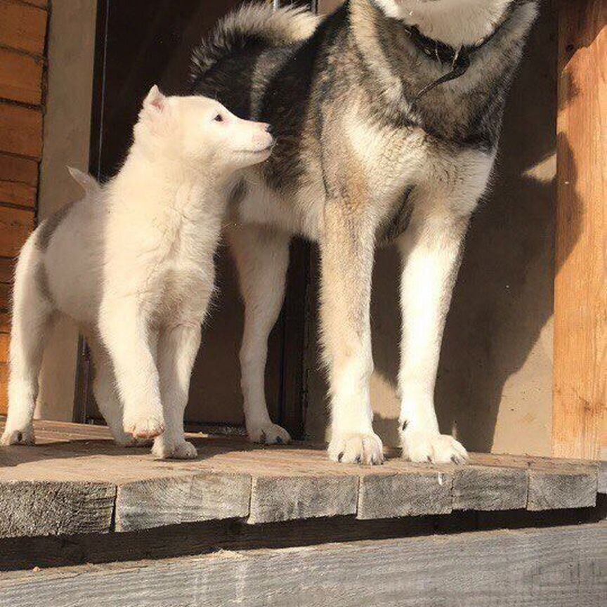 Щенки восточно сибирской лайки